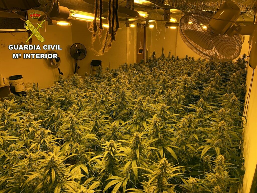 Desmanteladas tres plantaciones de marihuana en La Puebla de Montalbán valoradas en 240 mil ...